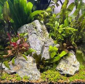 Northern Aquarist | Canada's Online Aquatics Store for Fish Lovers