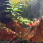 Northern Aquarist | Buy Tropical Fish Online in Canada